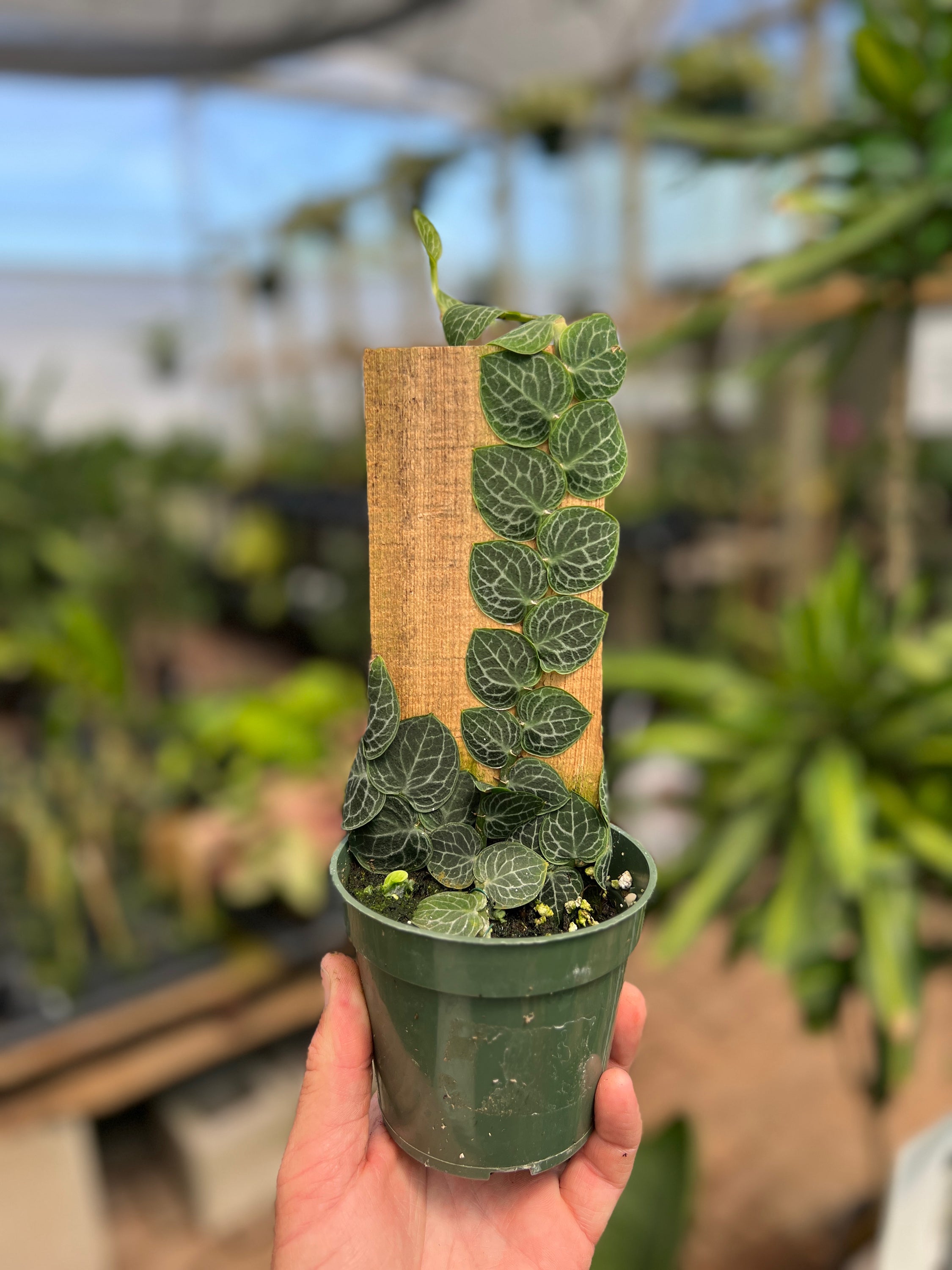 Rhaphidophora Cryptantha | Bloomers Garden Center